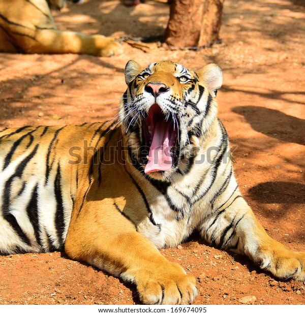 Tiger Resting Under Tree Stock Photo 169674095 | Shutterstock