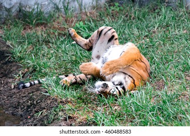 Tiger Rolling Stock Photo 460488583 | Shutterstock