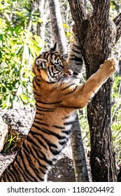 121 imágenes de Tiger scratching tree - Imágenes, fotos y vectores de ...