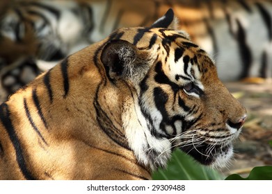 Tiger Side View Close Stock Photo 29309488 | Shutterstock