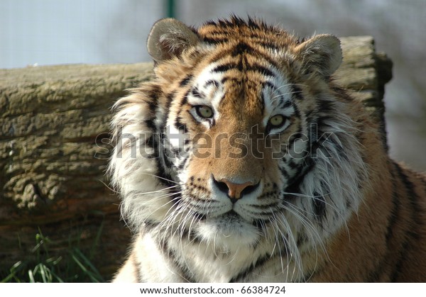 Tiger Sitting Down Stock Photo (Edit Now) 66384724