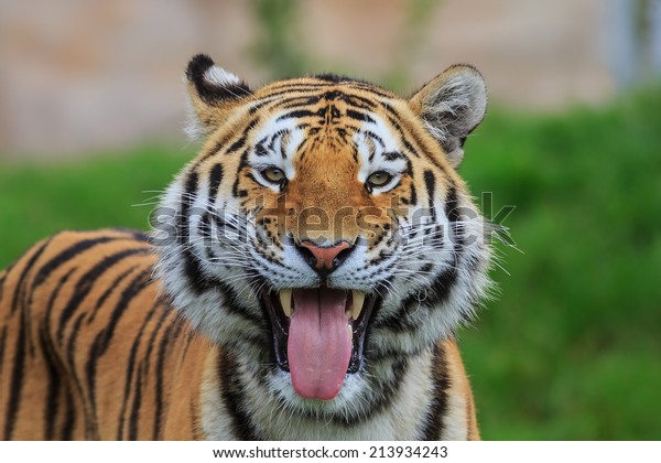 Tiger Smiling Stock Photo (Edit Now) 213934243