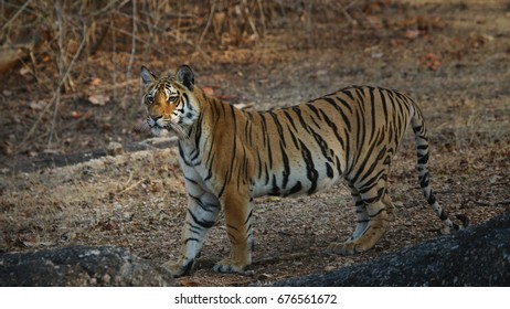 South china tiger Images, Stock Photos & Vectors | Shutterstock