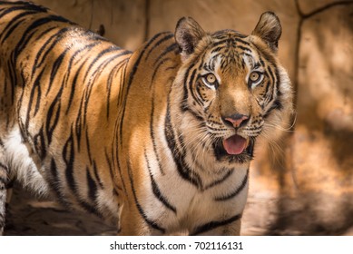 Tiger Standing Looking Stock Photo 702116131 | Shutterstock