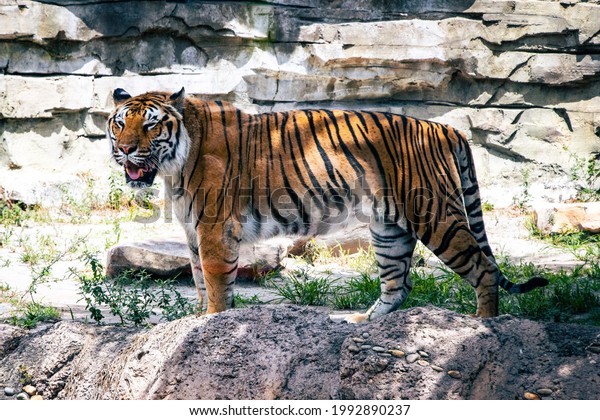 Tiger Standing Looking Over Edge Cliff Stock Photo 1992890237 ...