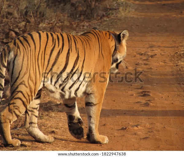 Tiger Walking On Mud Path Stock Photo 1822947638 | Shutterstock