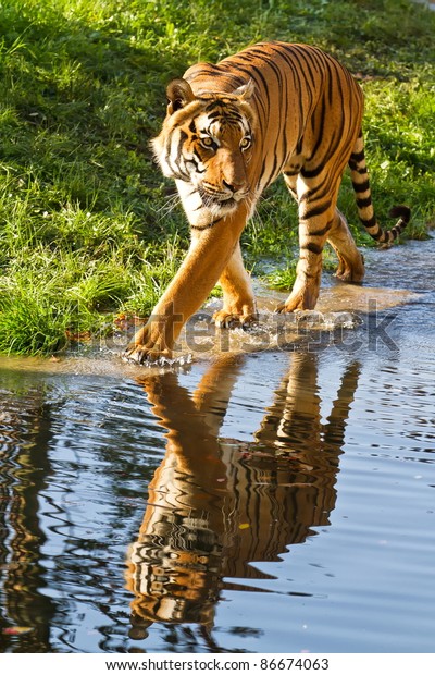 Tiger Water Reflection Stock Photo (Edit Now) 86674063
