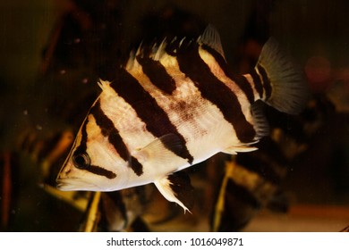 24 Indonesian tiger perch Images, Stock Photos & Vectors | Shutterstock