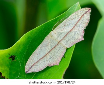 644 Brown forewings Images, Stock Photos & Vectors | Shutterstock