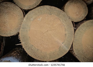 Timber Cross Section Stock Photo 1235741746 | Shutterstock