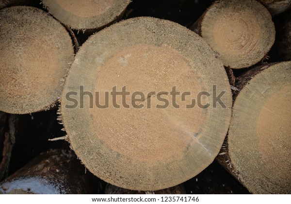 Timber Cross Section Stock Photo 1235741746 | Shutterstock