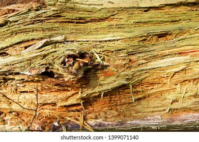 Timber Decay Structure Background Texture Stock Photo 1399071140 ...