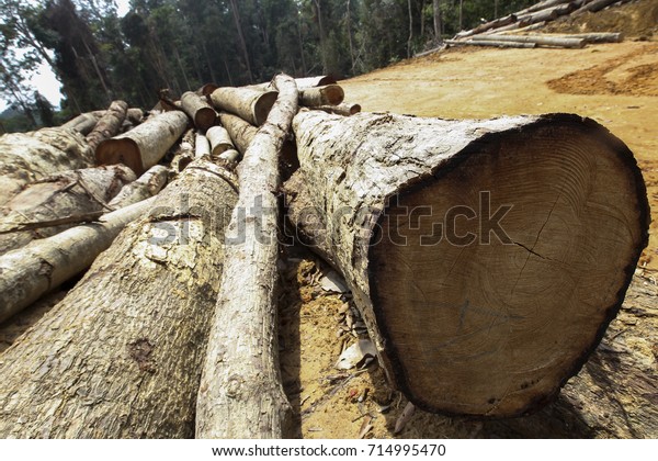 Timber Dump Jungle Stock Photo 714995470 | Shutterstock