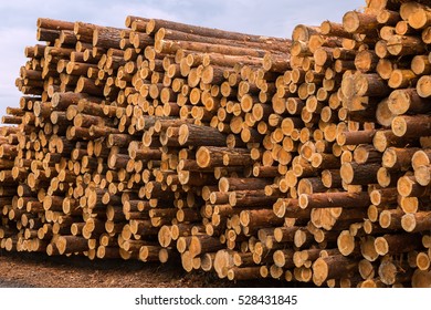 Timber Logging Pine Forest Stock Photo (Edit Now) 528431845
