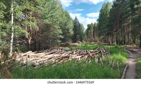 435 Clearcut area Images, Stock Photos & Vectors | Shutterstock