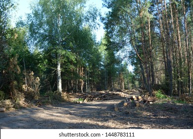 435 Clearcut area Images, Stock Photos & Vectors | Shutterstock