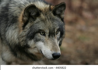 Timber Wolf Stock Photo 4405822 | Shutterstock