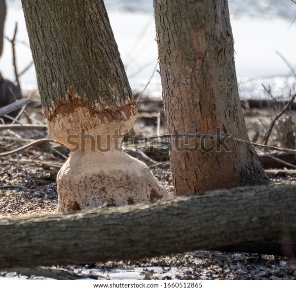 Timber Work Beaver Stock Photo 1660512865 | Shutterstock