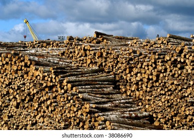 10,085 Clear cutting a forest Images, Stock Photos & Vectors | Shutterstock