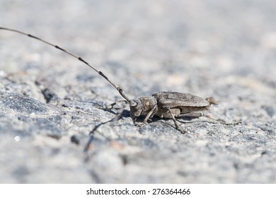 Timberman Beetle Stock Photo 276364466 | Shutterstock
