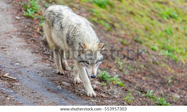 Timberwolf Gray Wolf Walking On Trail Stock Photo 553957303 | Shutterstock