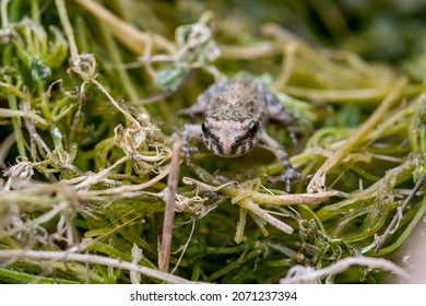 916 Muddy frog Images, Stock Photos & Vectors | Shutterstock