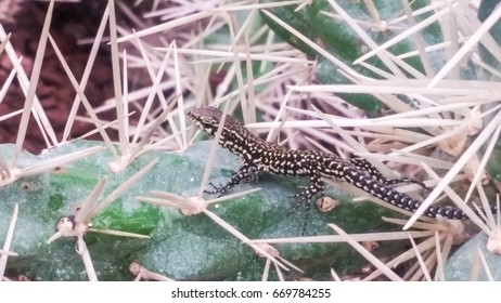Tiny Black Brown Lizard White Spots Stock Photo (Edit Now) 669784255