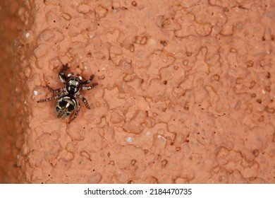 7,954 Gold spider Images, Stock Photos & Vectors | Shutterstock