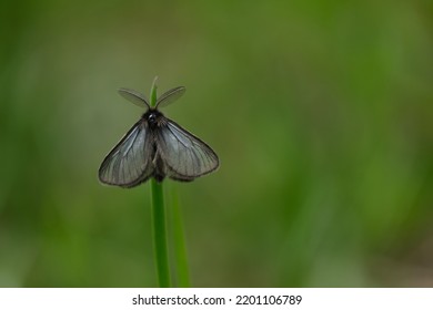 77,388 Black Moths Images, Stock Photos & Vectors | Shutterstock