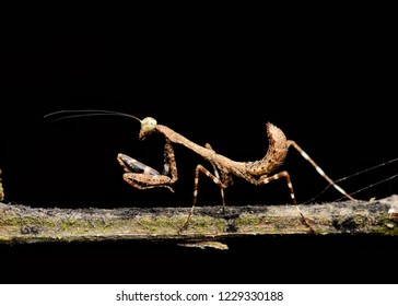 1,163 Tiny mantis Images, Stock Photos & Vectors | Shutterstock