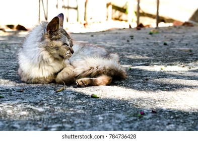 Tiny Cat Naps Shadow Building Stock Photo 784736428 | Shutterstock