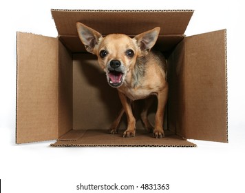 Tiny Chihuahua In A Box PPT template 63 | CrystalGraphics