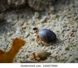 Tiny Creature On Beach Stock Photo 2104575830 | Shutterstock