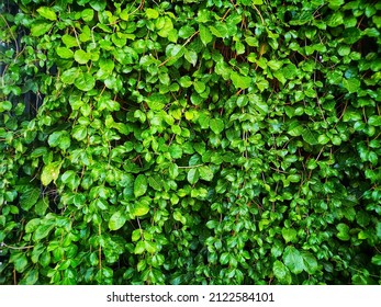 Tiny Creeper Tree Leaves Greenery Background Stock Photo 2122584101 ...