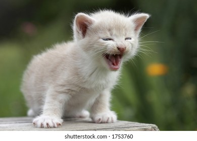 8,120 Cat crying Images, Stock Photos & Vectors | Shutterstock