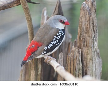 80 Beautiful firetail finch Images, Stock Photos & Vectors | Shutterstock