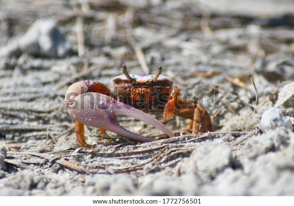 Tiny Fiddler Crab On Beach Stock Photo 1772756501 | Shutterstock