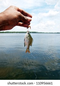 Tiny Fish Caught While Fishing Using Foto stock 110956661 | Shutterstock