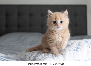 365 Buff kitten Images, Stock Photos & Vectors | Shutterstock