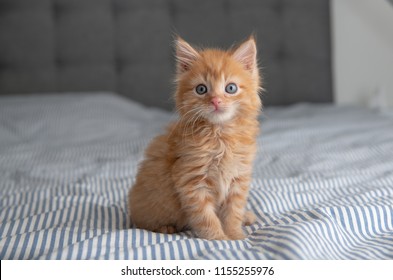 365 Buff kitten Images, Stock Photos & Vectors | Shutterstock