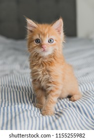 365 Buff kitten Images, Stock Photos & Vectors | Shutterstock