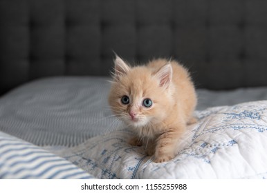 365 Buff kitten Images, Stock Photos & Vectors | Shutterstock