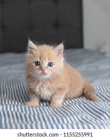 365 Buff kitten Images, Stock Photos & Vectors | Shutterstock