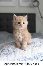365 Buff kitten Images, Stock Photos & Vectors | Shutterstock