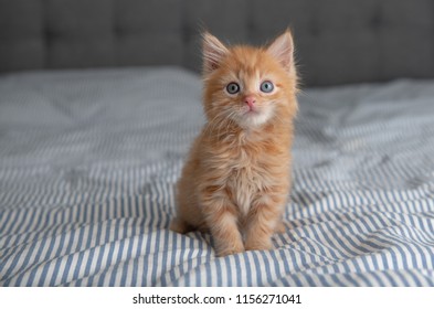 365 Buff kitten Images, Stock Photos & Vectors | Shutterstock
