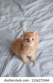 365 Buff kitten Images, Stock Photos & Vectors | Shutterstock