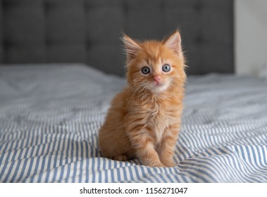 365 Buff kitten Images, Stock Photos & Vectors | Shutterstock