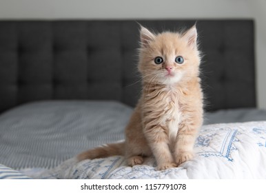 365 Buff kitten Images, Stock Photos & Vectors | Shutterstock