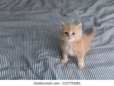 365 Buff kitten Images, Stock Photos & Vectors | Shutterstock