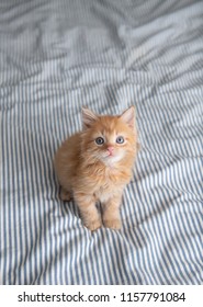 365 Buff kitten Images, Stock Photos & Vectors | Shutterstock